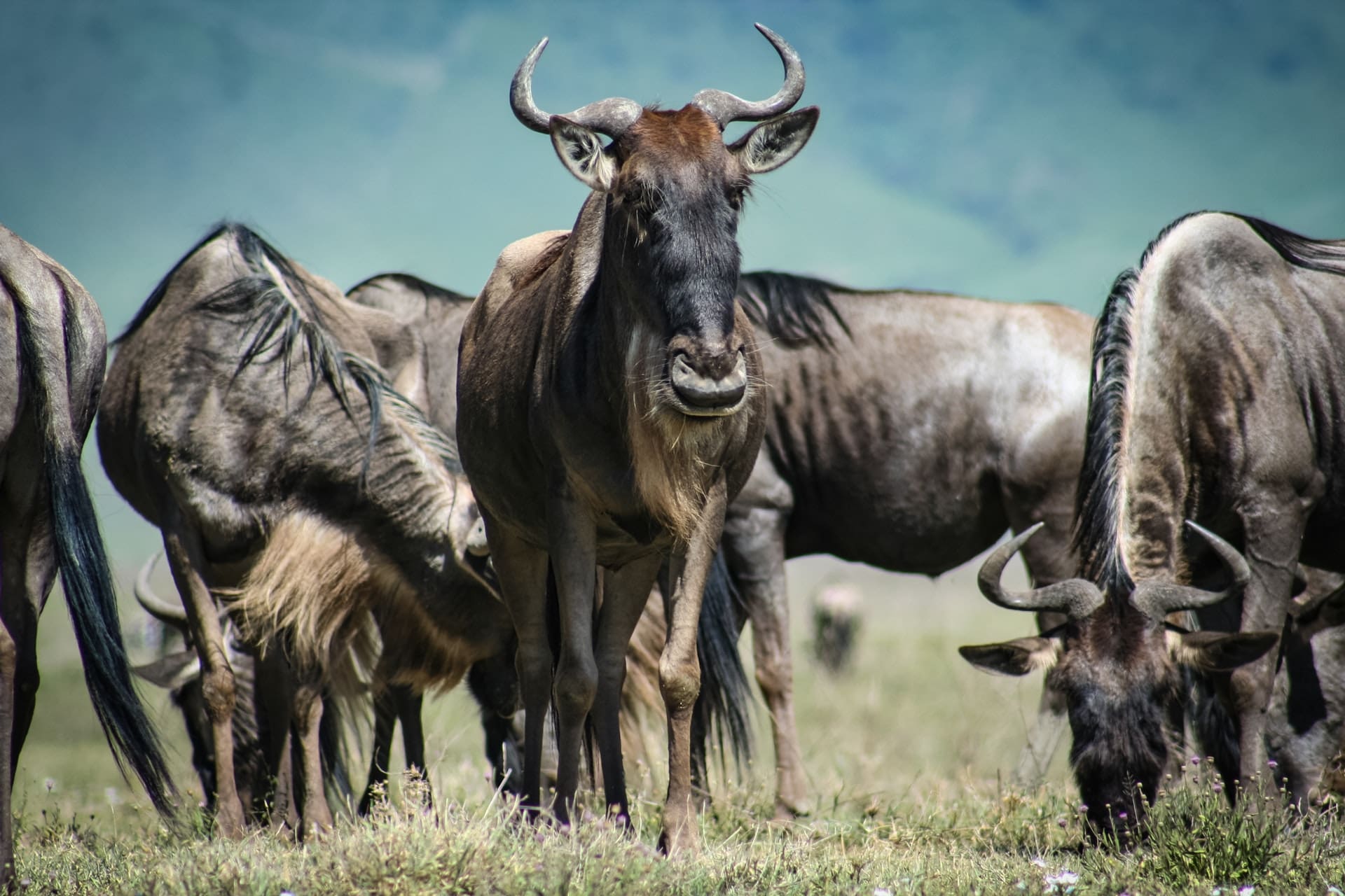 All about the Lake Ndutu area - Paradise & Wilderness