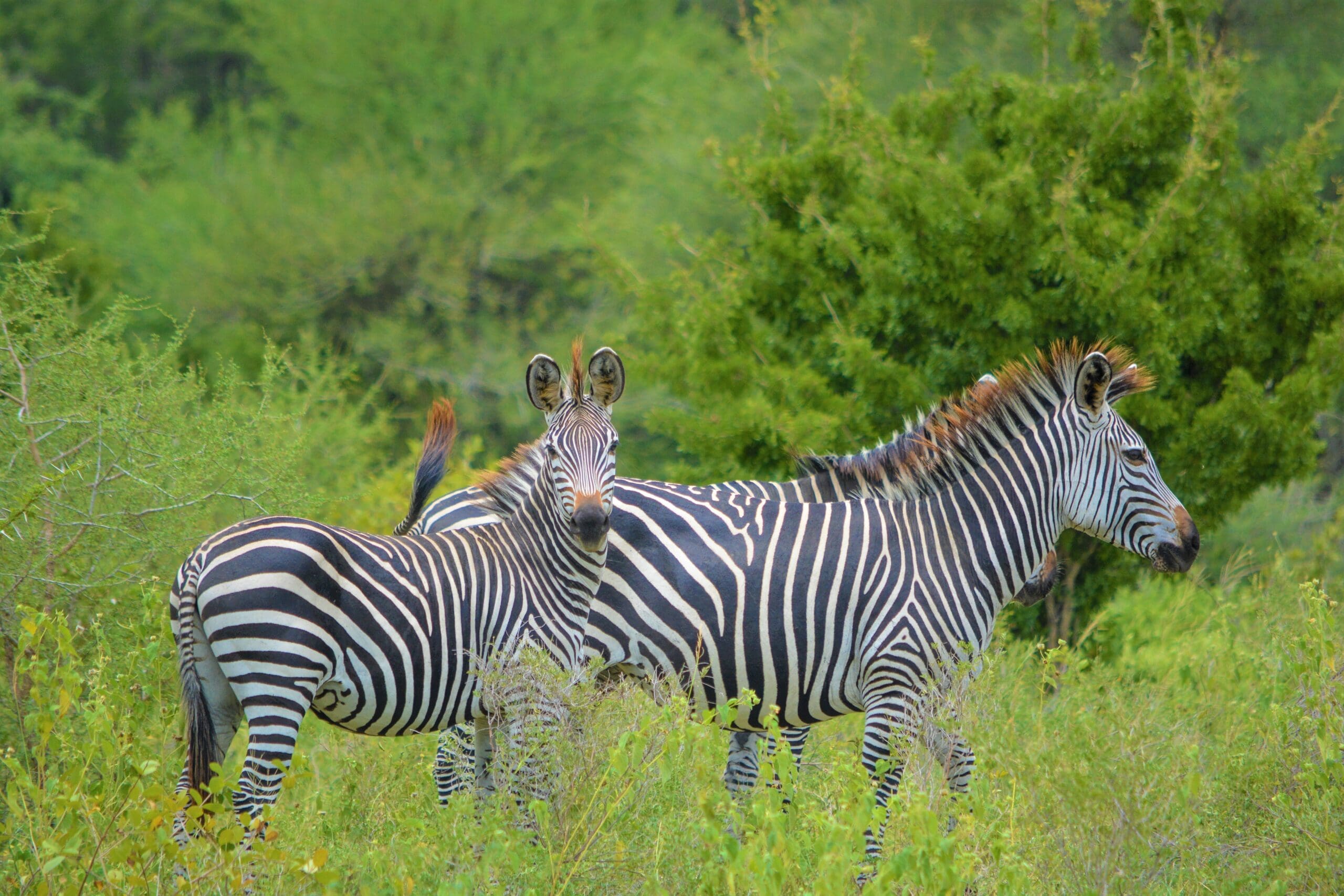 All about Arusha National Park - Paradise & Wilderness